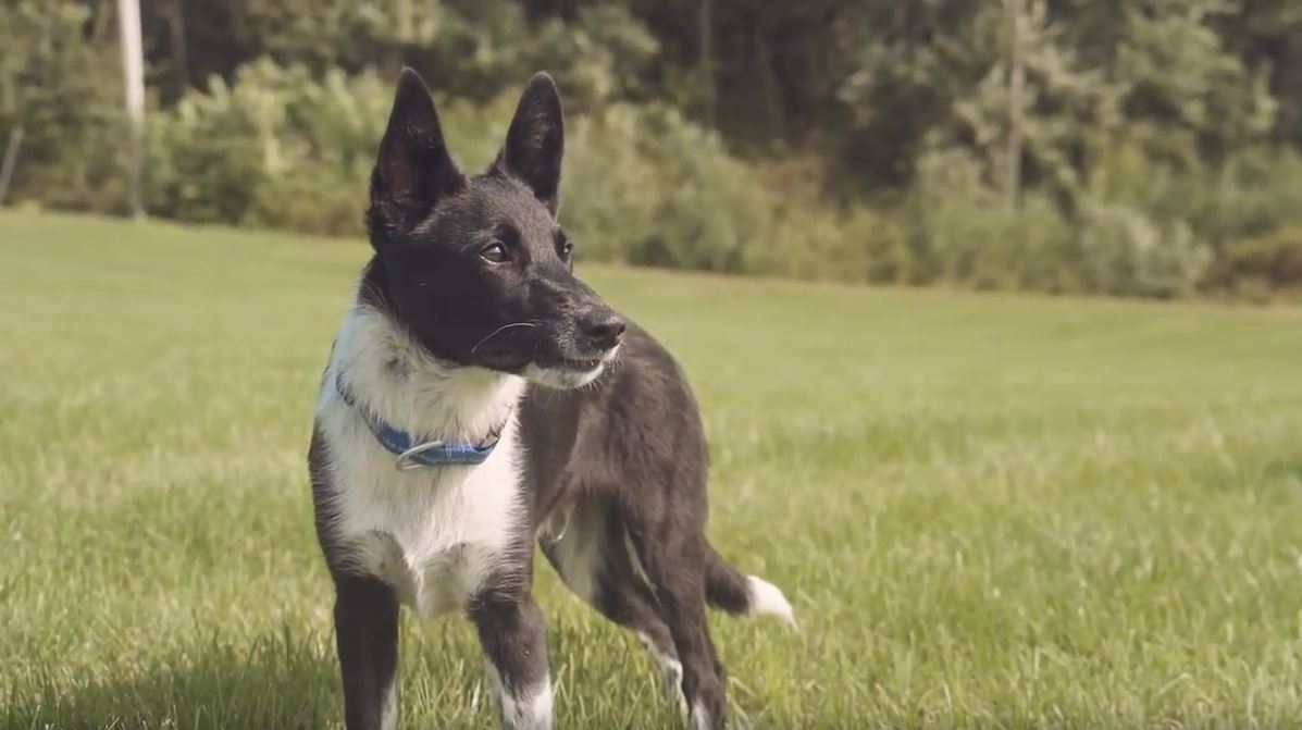 Introducing Trek! – Terrain Dog