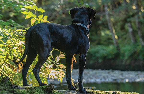 Clearance – Terrain Dog