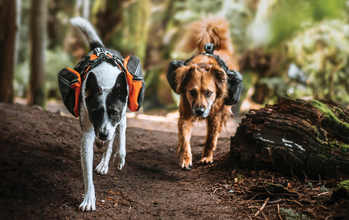 Dog Packs – Terrain Dog