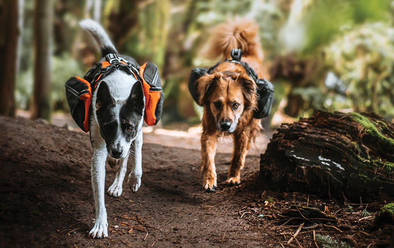 Dog Packs – Terrain Dog