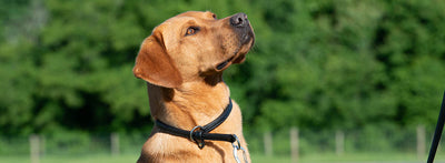 High-Vis Dog Harness - Terrain D.O.G. – Terrain Dog