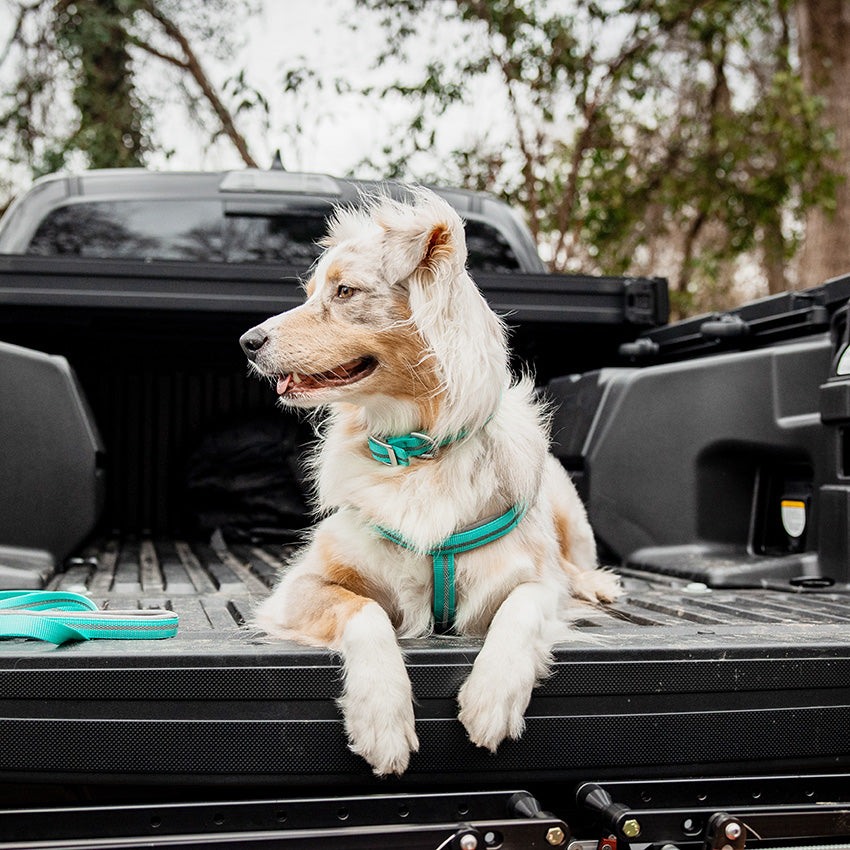 Reflective Neoprene Lined Collar - Terrain D.O.G. – Terrain Dog