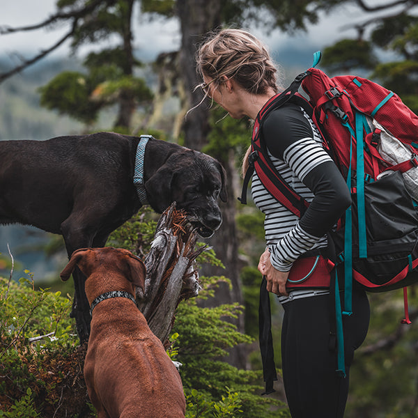 Elevation Air Snap-N-Go Dog Collar - Terrain D.O.G. – Terrain Dog