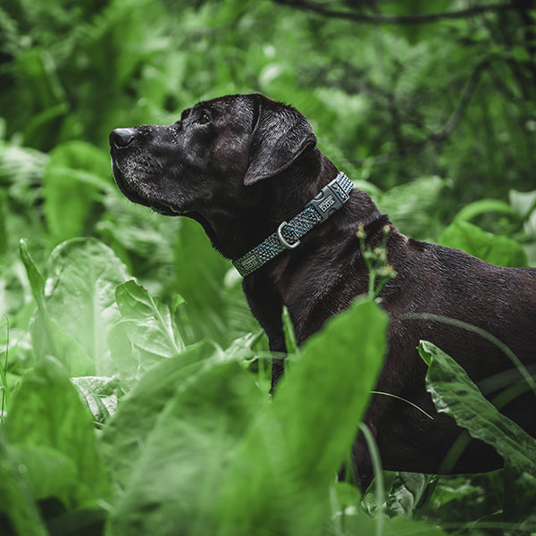 Elevation Air Snap-N-Go Dog Collar - Terrain D.O.G. – Terrain Dog