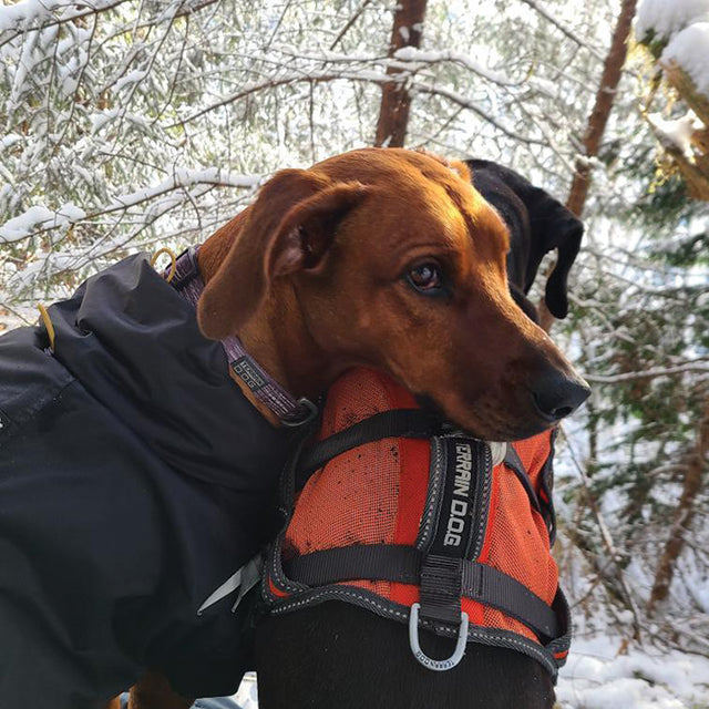 High-Vis Dog Harness - Terrain D.O.G. – Terrain Dog