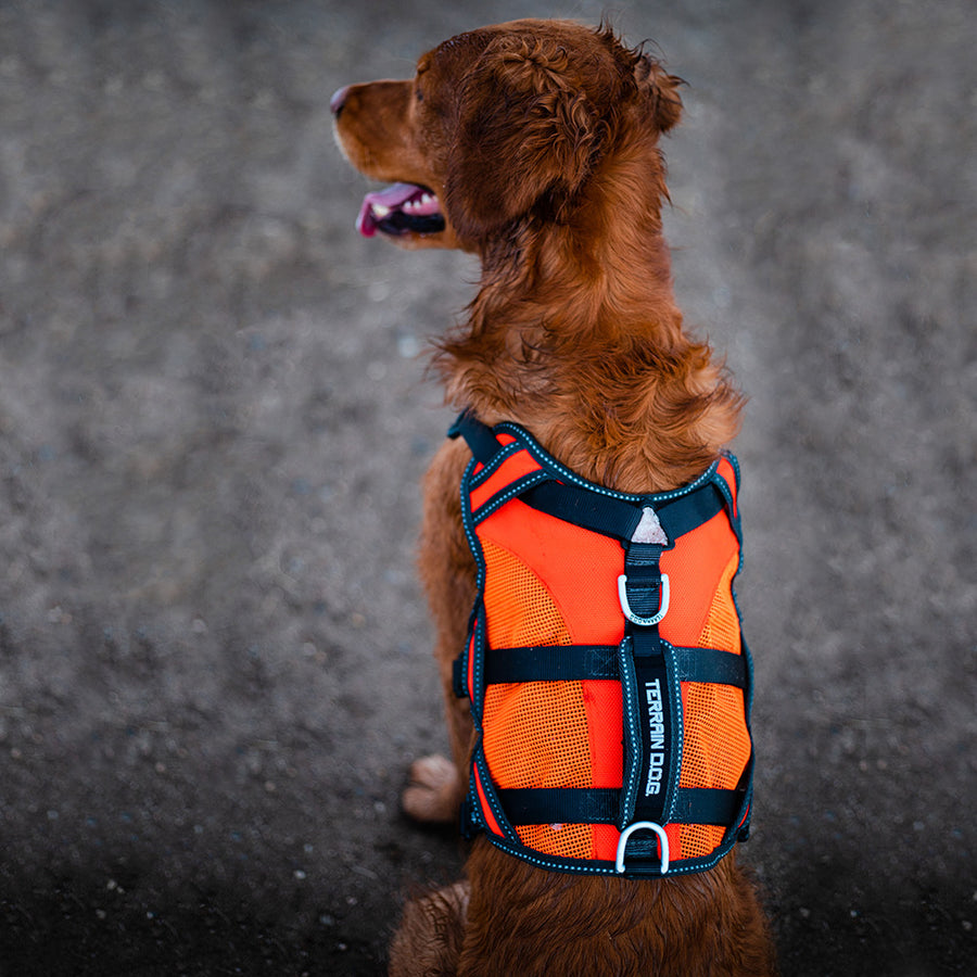 High-Vis Dog Harness - Terrain D.O.G. – Terrain Dog