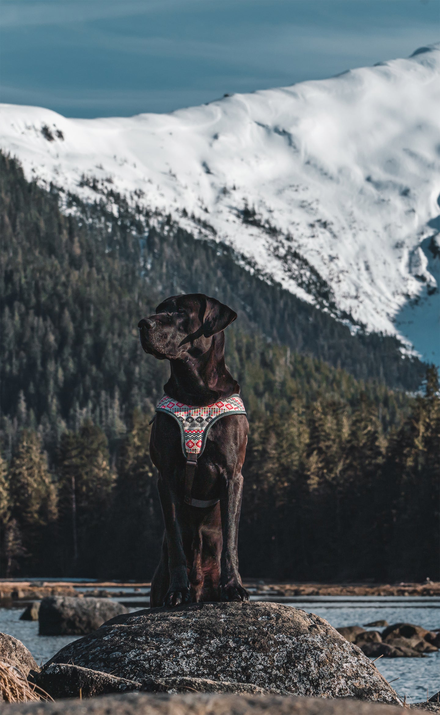 Terrain Dog | Dog Collars, Leashes & Outdoor Gear