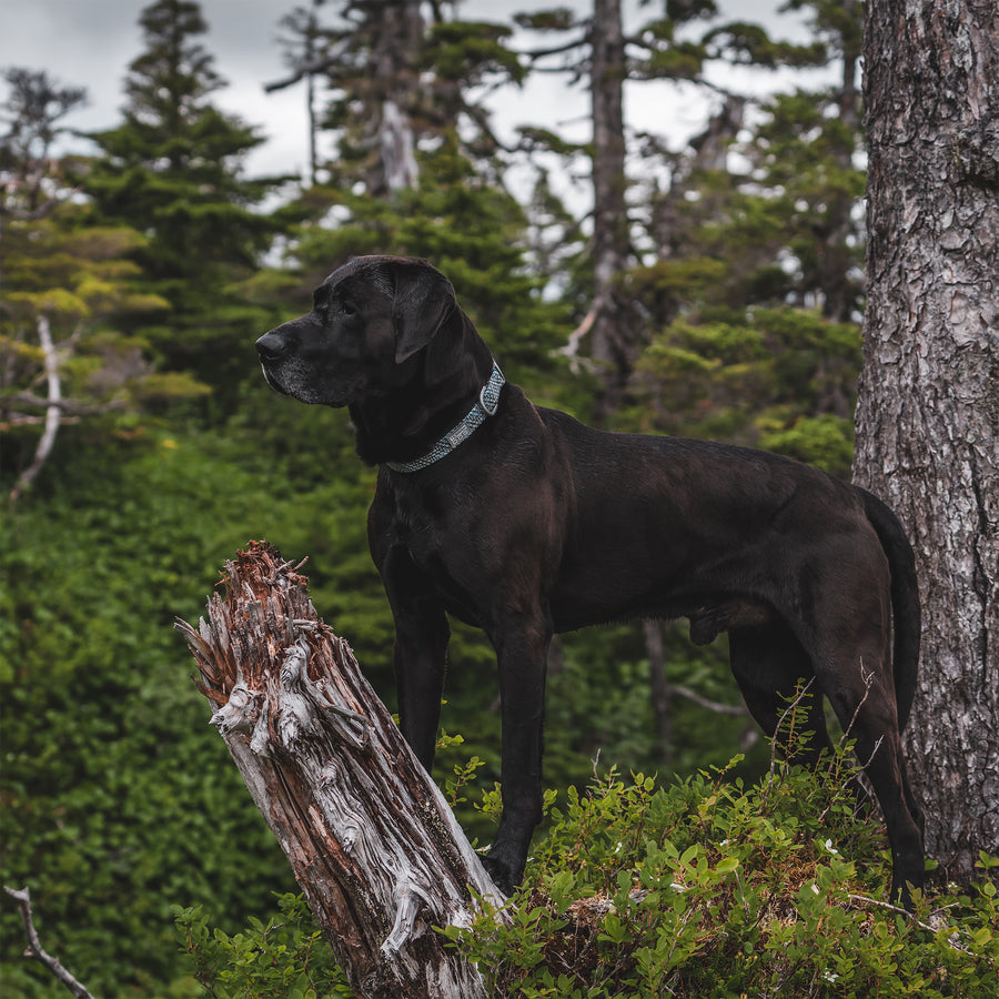 Elevation Air Snap-N-Go Dog Collar - Terrain D.O.G. – Terrain Dog