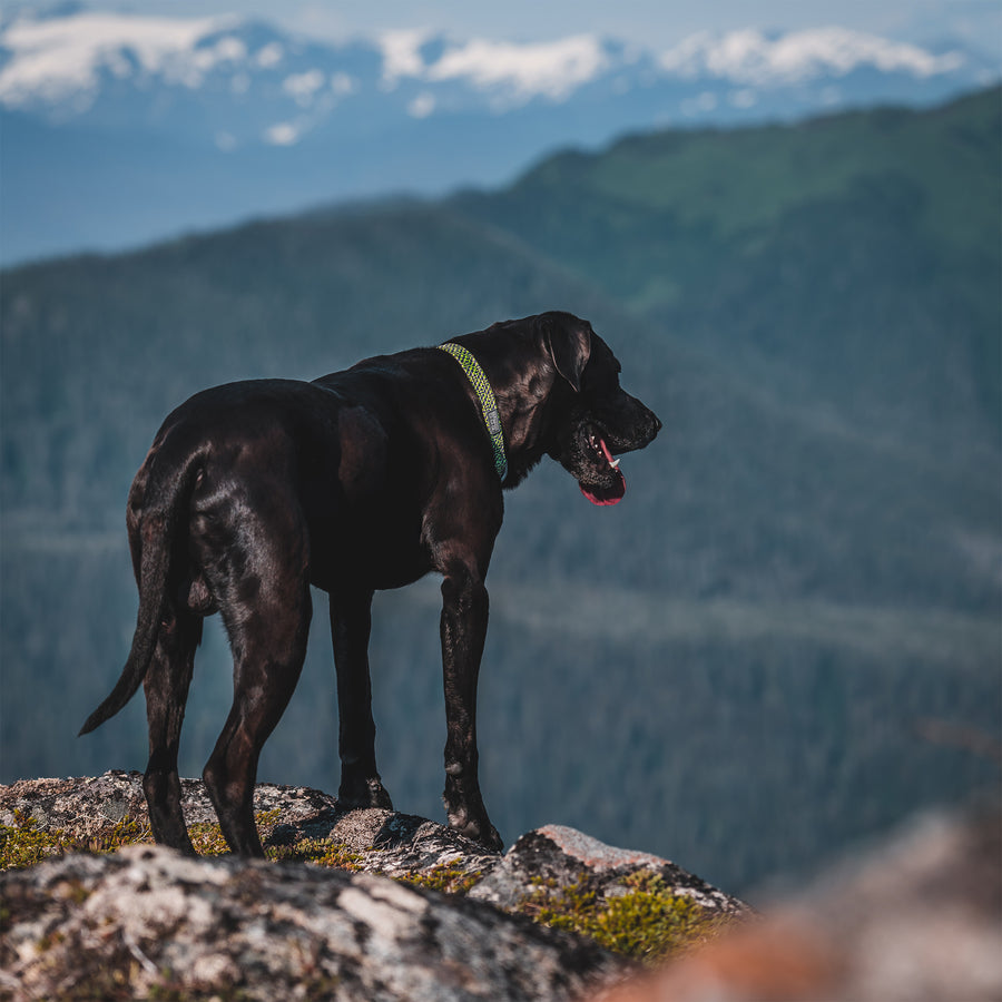 Elevation Air Snap-N-Go Dog Collar - Terrain D.O.G. – Terrain Dog